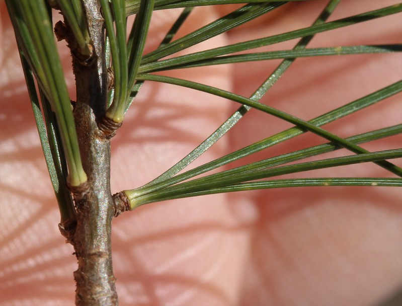 The Forager’s Timetable: When to Harvest – Radiant Roots